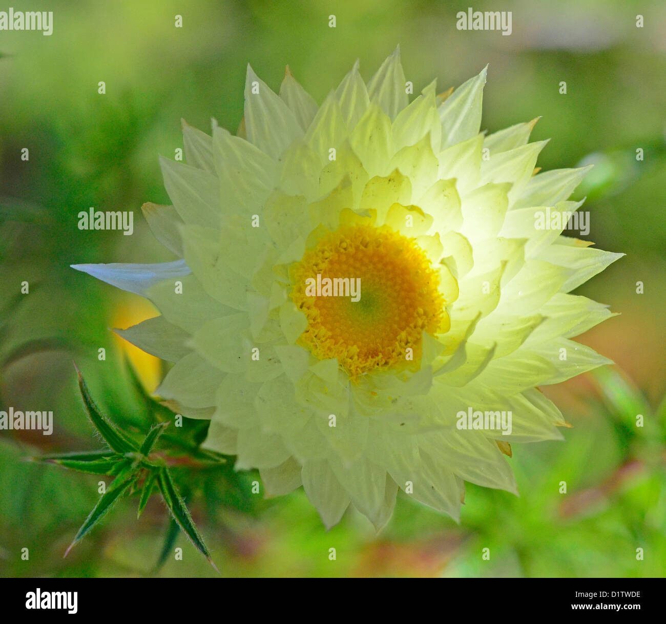 Fynbos flower hi-res stock photography and images - Alamy