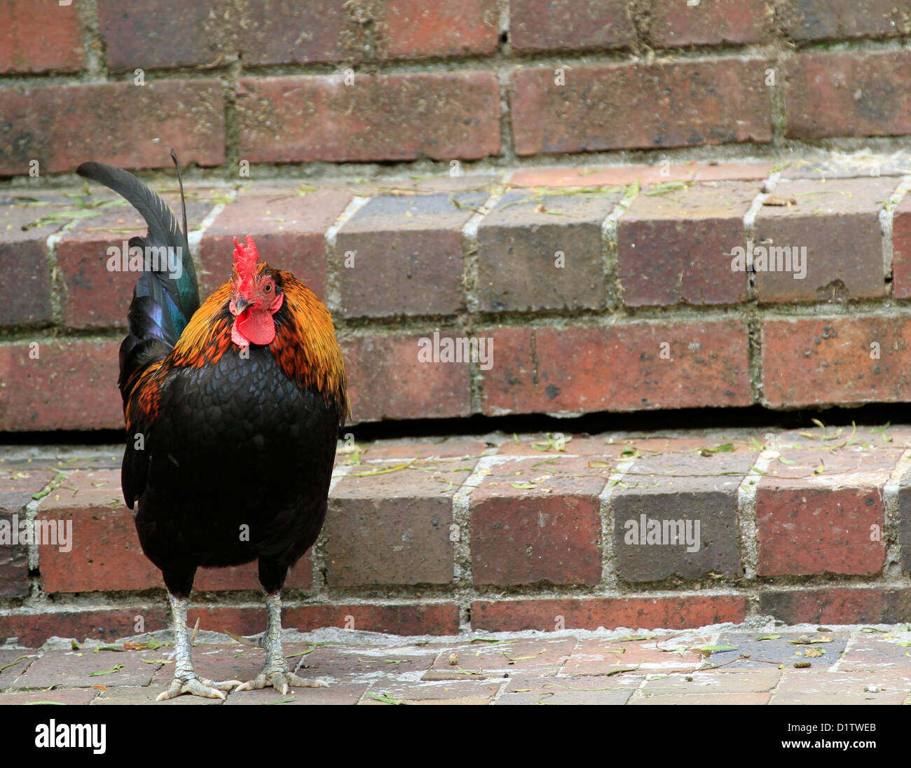 Chicken on stairs Stock Photo - Alamy