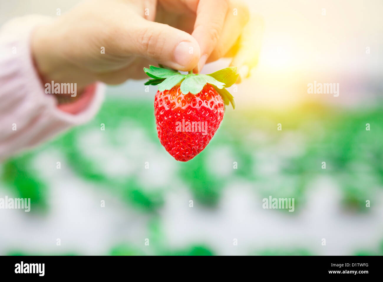 hand holding strawberry with sunrise background Stock Photo - Alamy