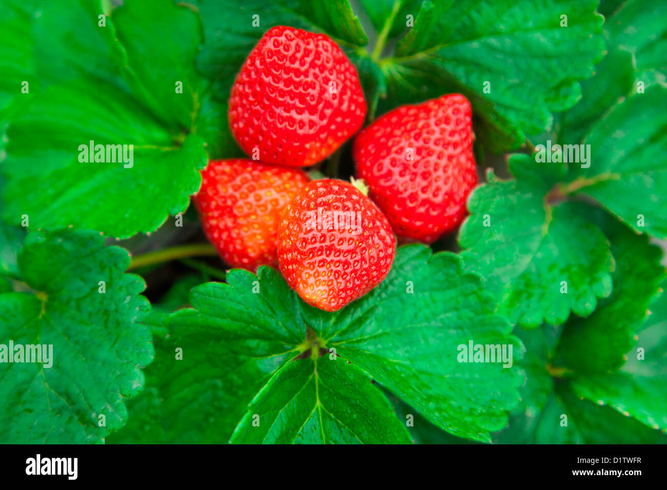 fresh strawberry with green leaf Stock Photo - Alamy