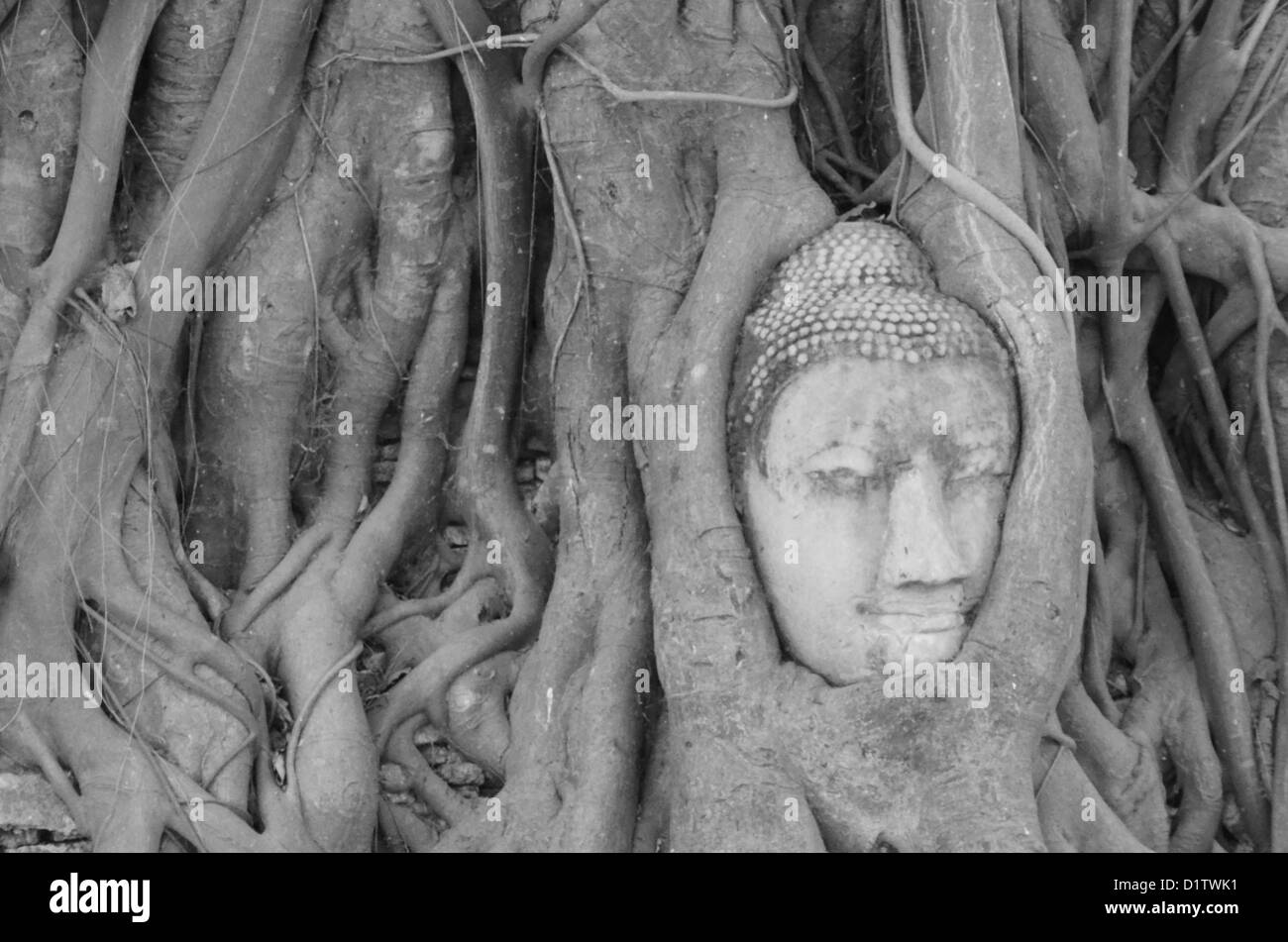 Buddha tree painting hi-res stock photography and images - Alamy