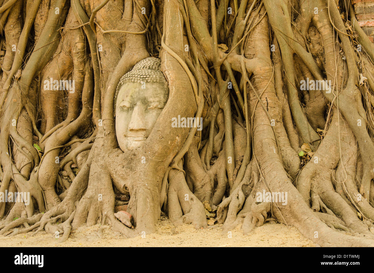 Buddha head in tree at Ayutthaya, Thailand Stock Photo - Alamy