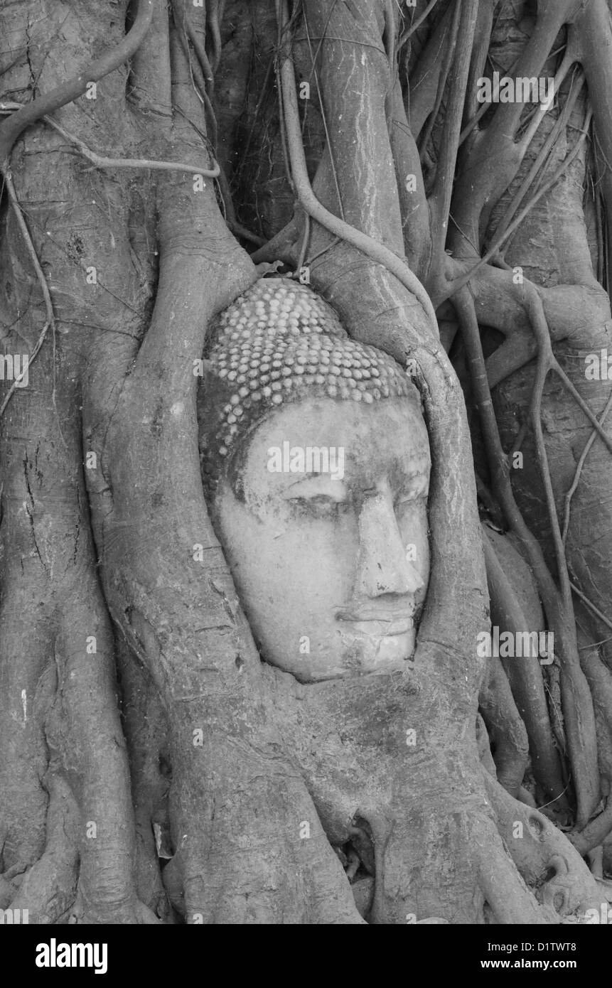 Buddha tree painting hi-res stock photography and images - Alamy