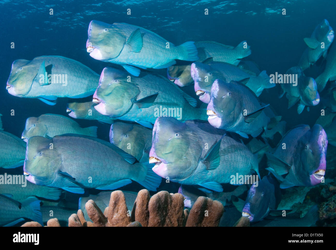 Bumphead Parrotfish