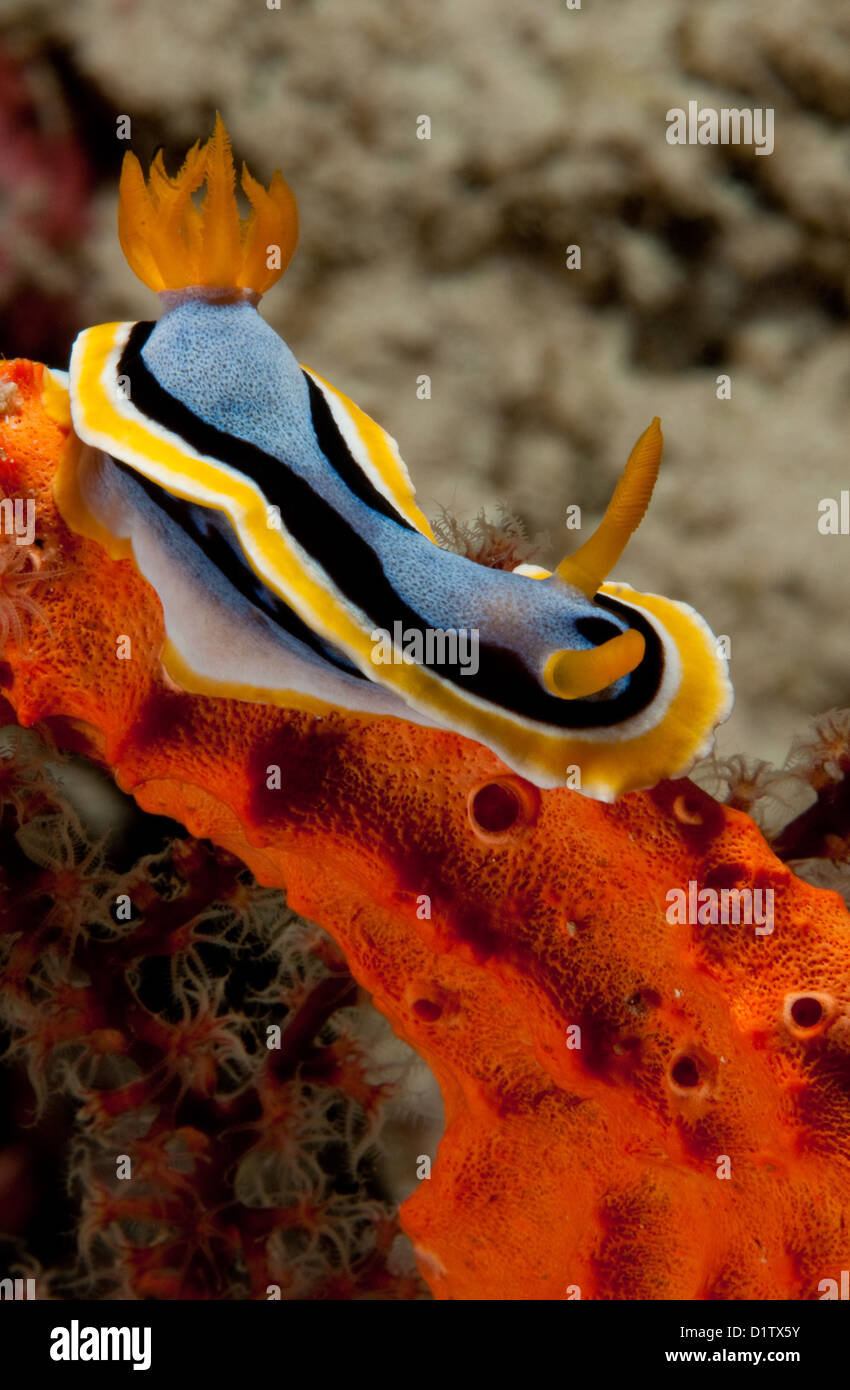 A nudibranch, Chromodoris annae, on a reef about 6km SE of Sawa Island ...