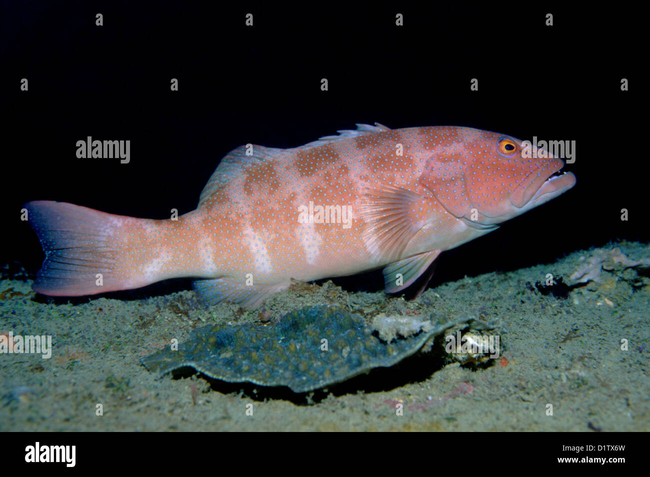 Leopard coralgrouper plectropomus leopardus hi-res stock photography ...