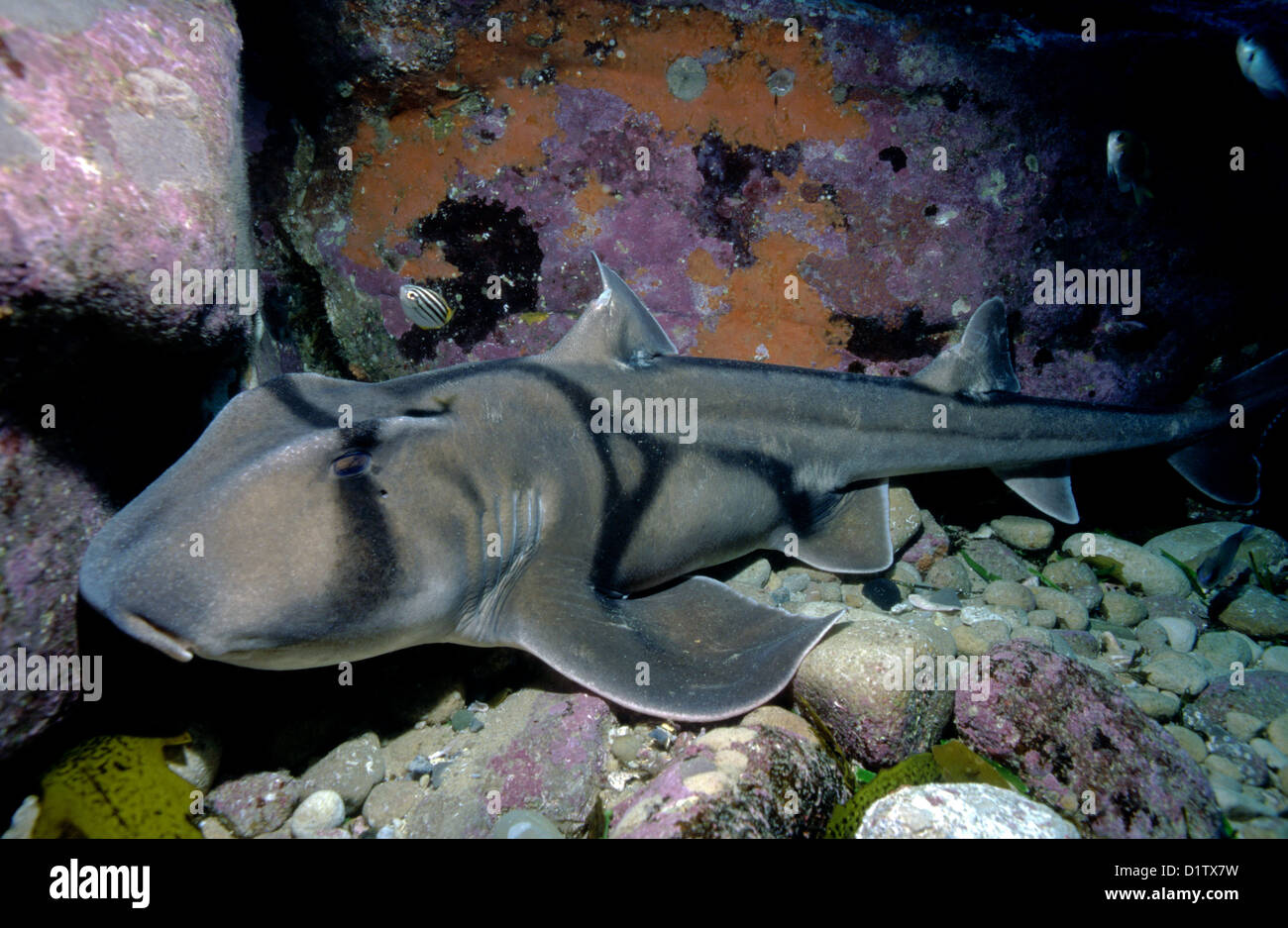 Port Jackson Shark (Heterodontus portusjacksoni) at Wattamolla Reef ...