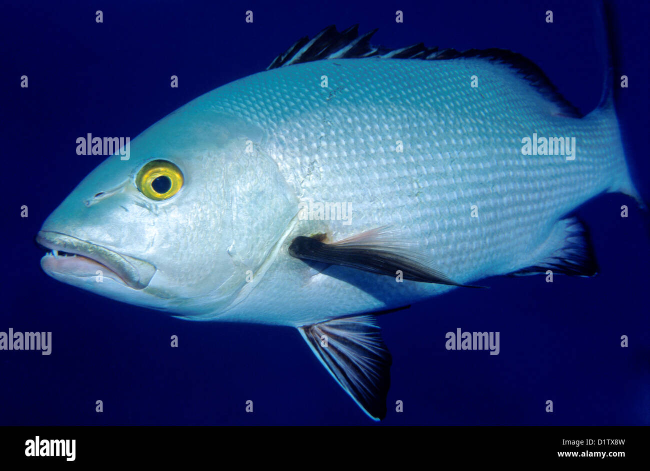 Red Snapper (Lutjanus bohar), “Cod Hole”, Ribbon Reef #10, Great ...