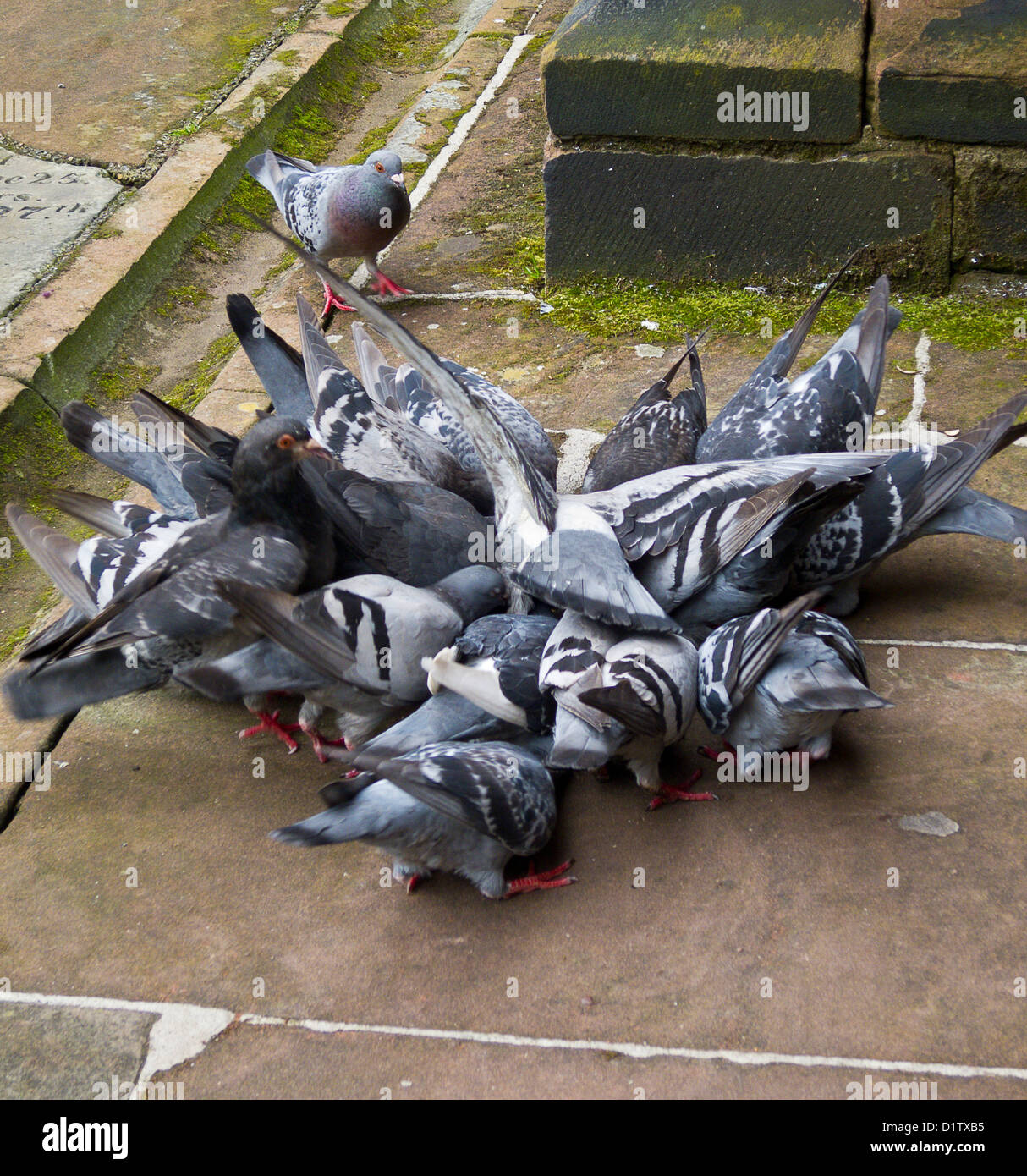 Feral pigeons hi-res stock photography and images - Alamy