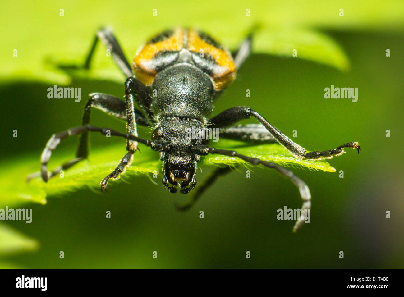 Portrait of a Insect Stock Photo - Alamy