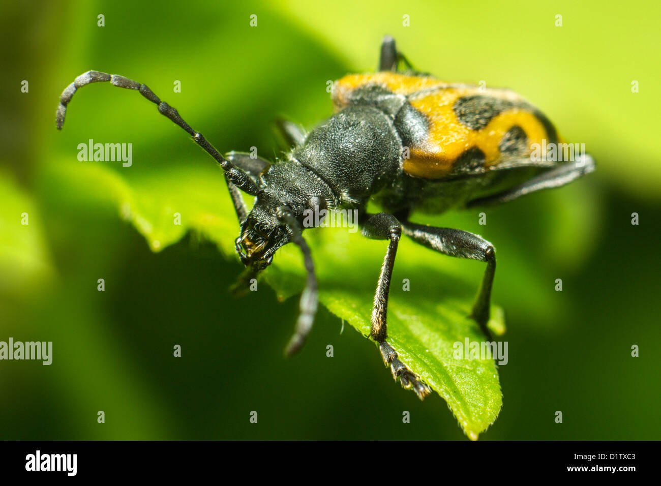 Portrait of a Insect Stock Photo - Alamy