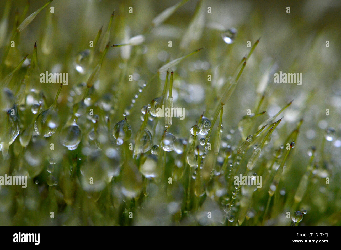 Macro picture of South African flowers and insects. Dew drops on green ...