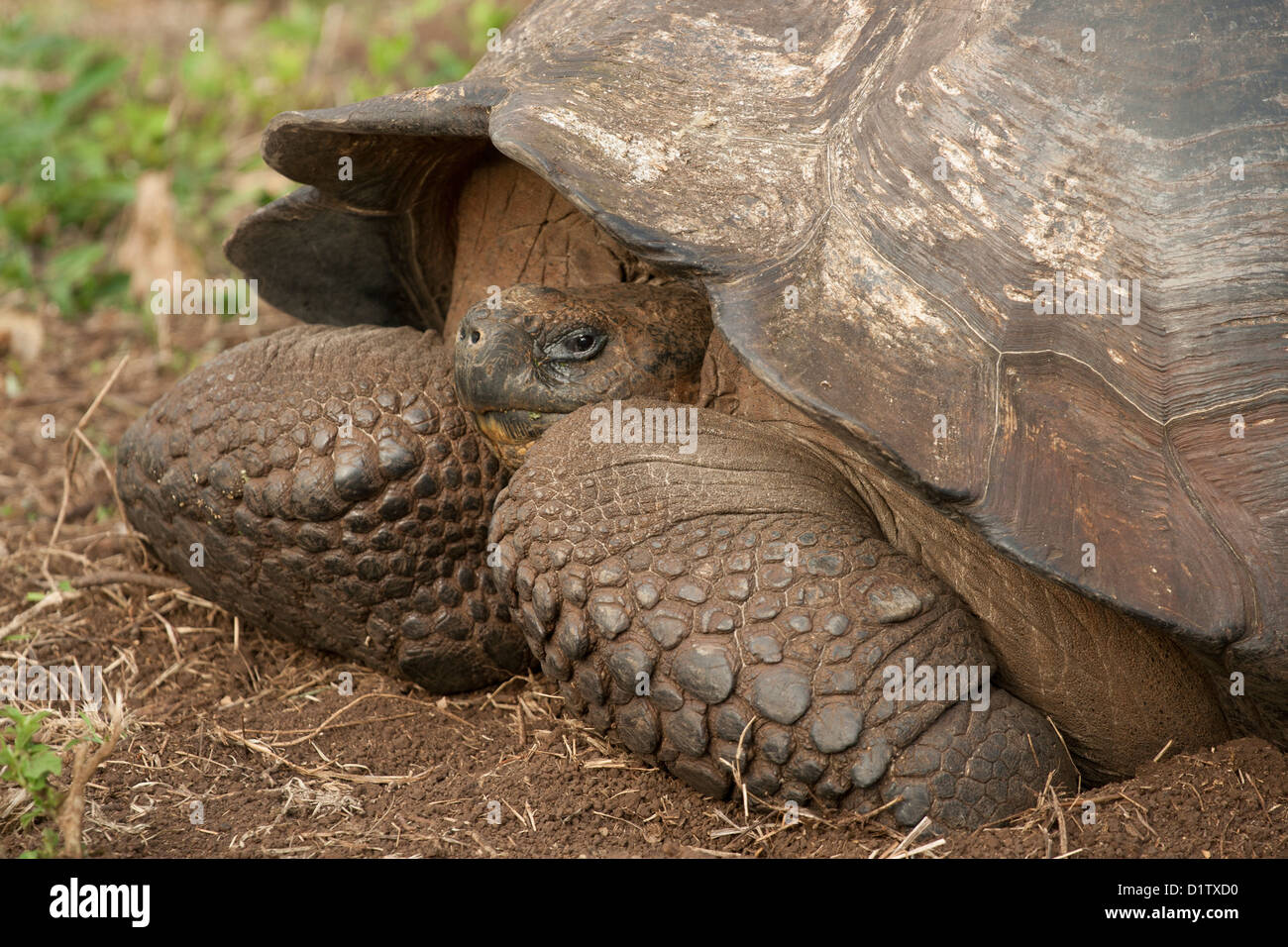 Giant Tortoise Shell