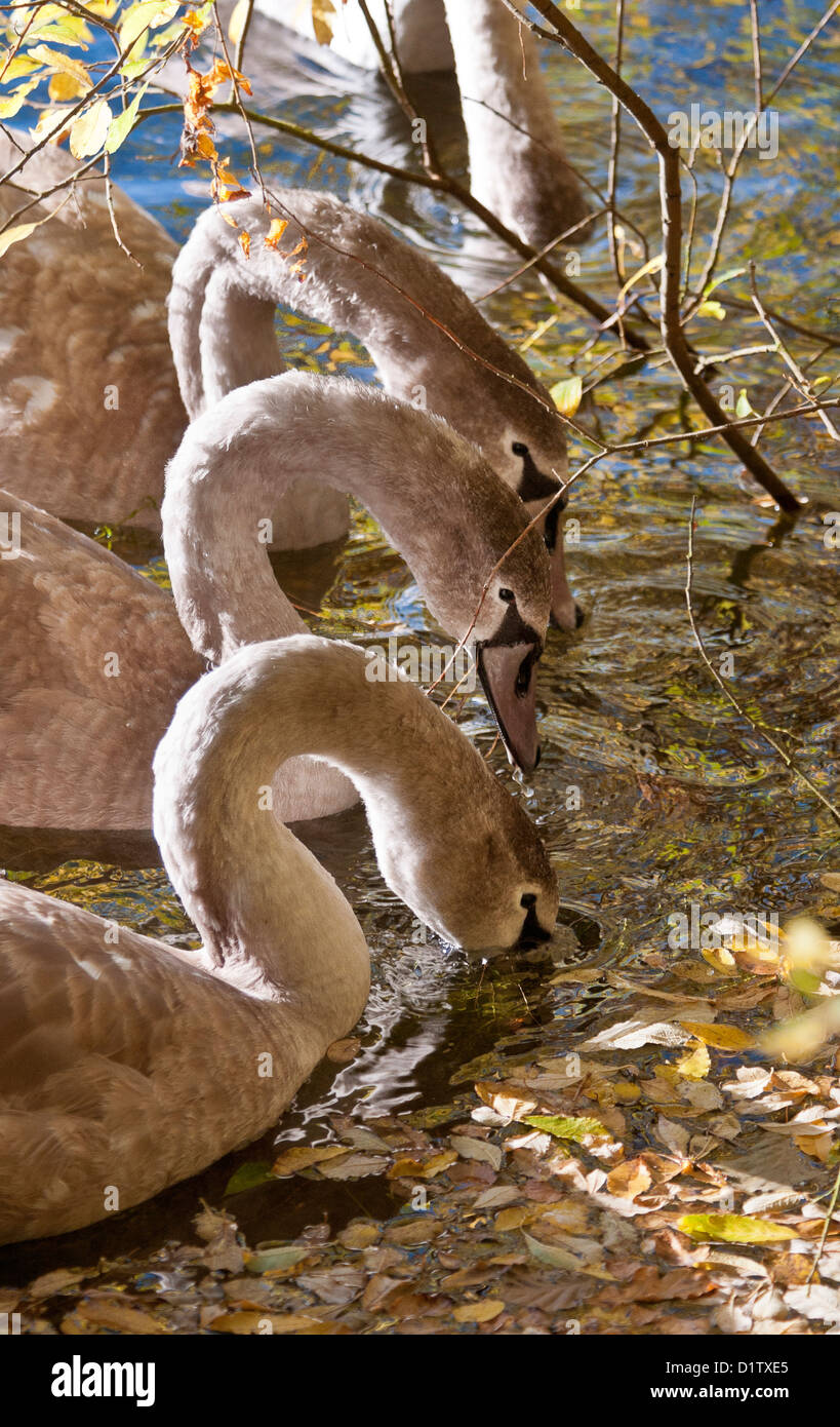 Four swans (three clear) drinking / feeding, on rippling water ...