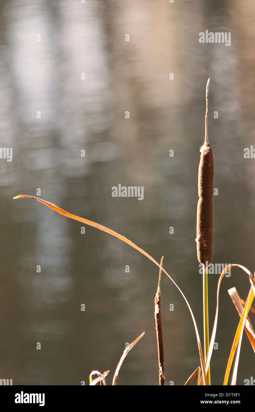 Single bulrush head against water in afternoon light Stock Photo - Alamy