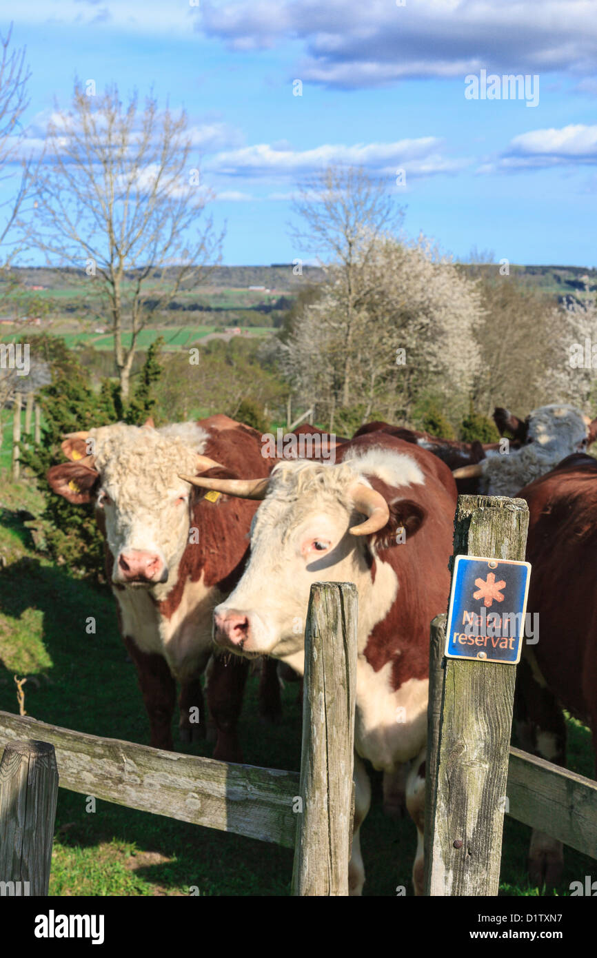 Cow head gate hi-res stock photography and images - Alamy