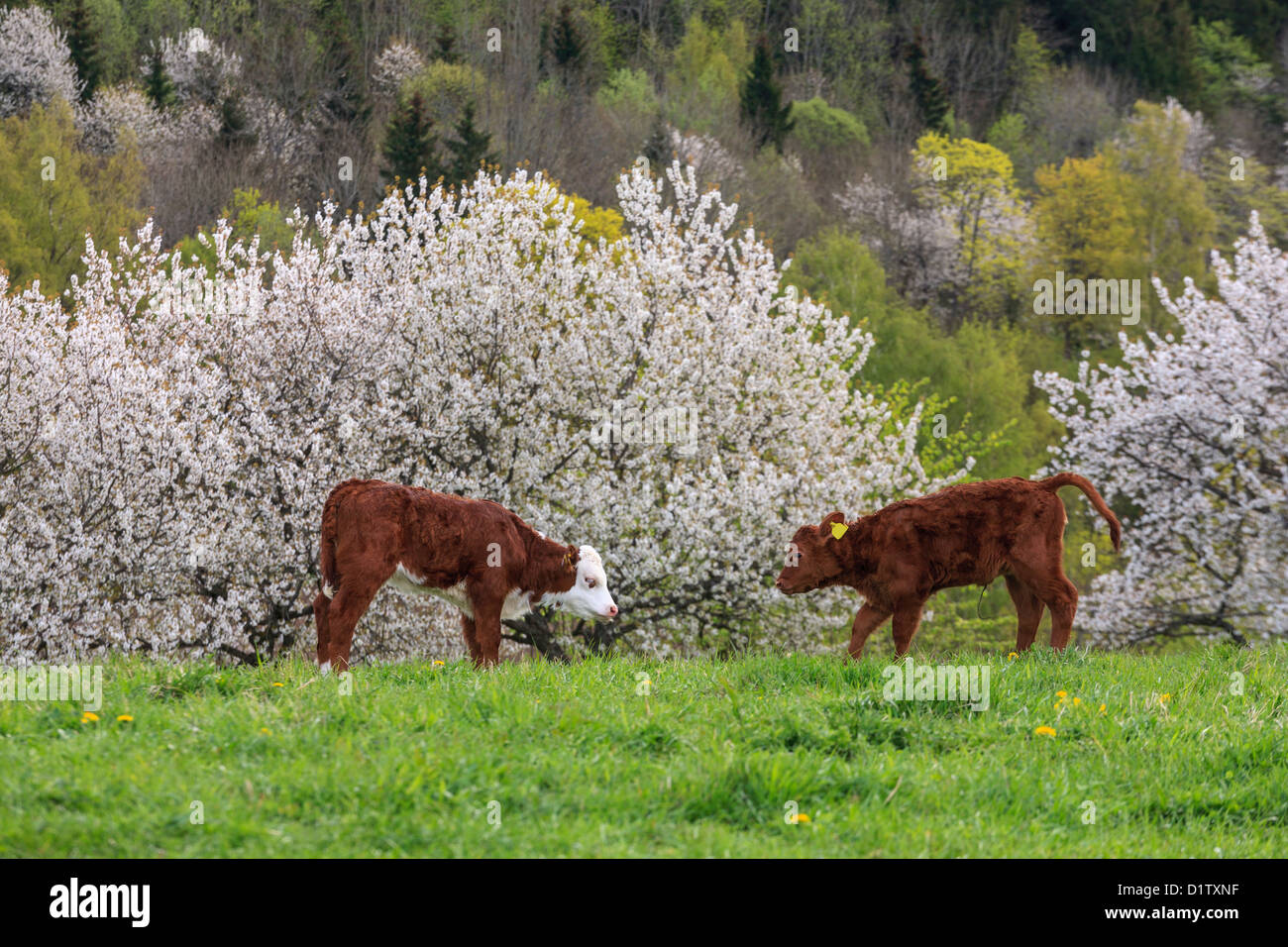 Playful calfs on a meadow Stock Photo - Alamy