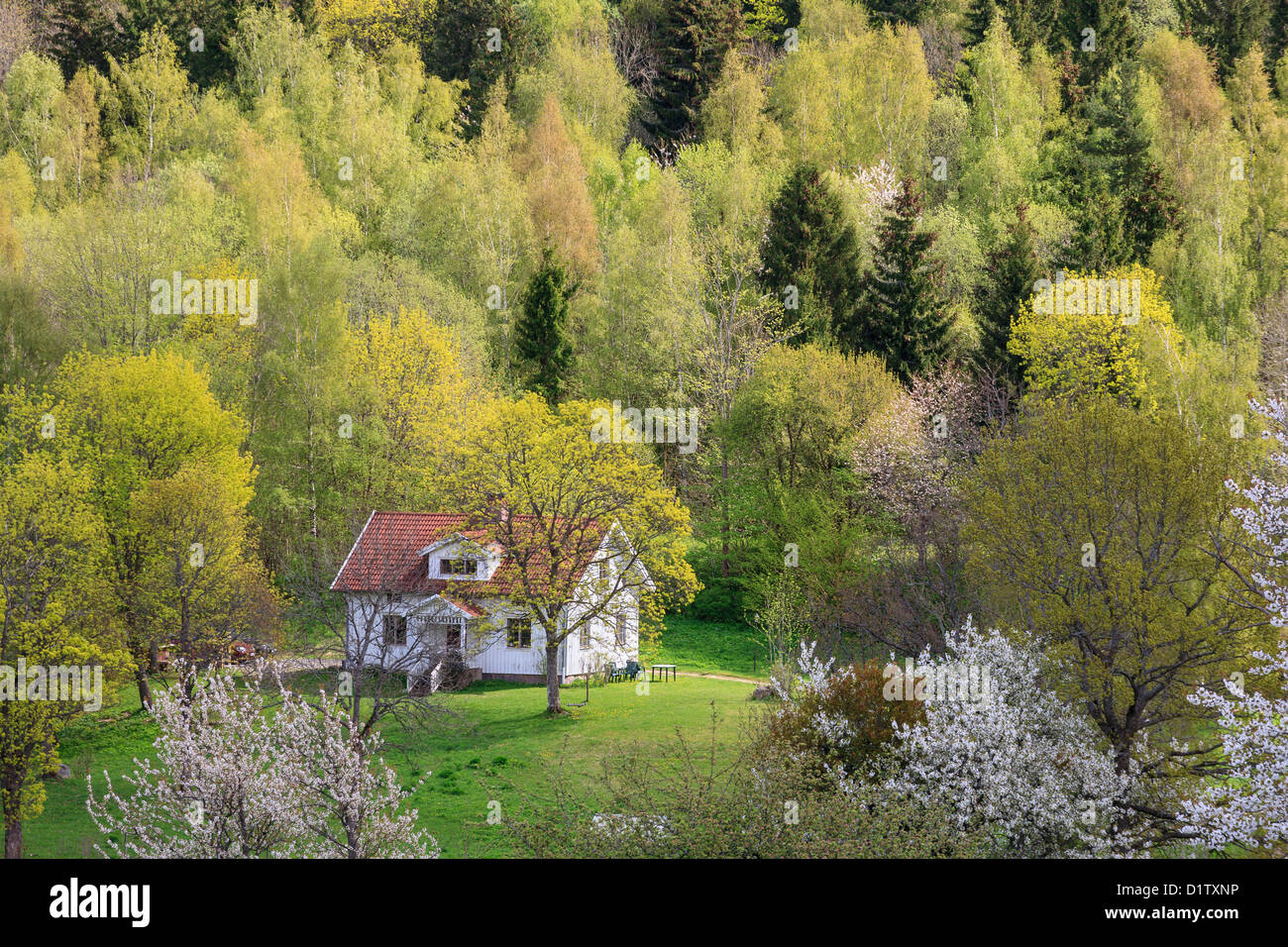 A view of a house with flowering fruit trees in the garden Stock Photo ...