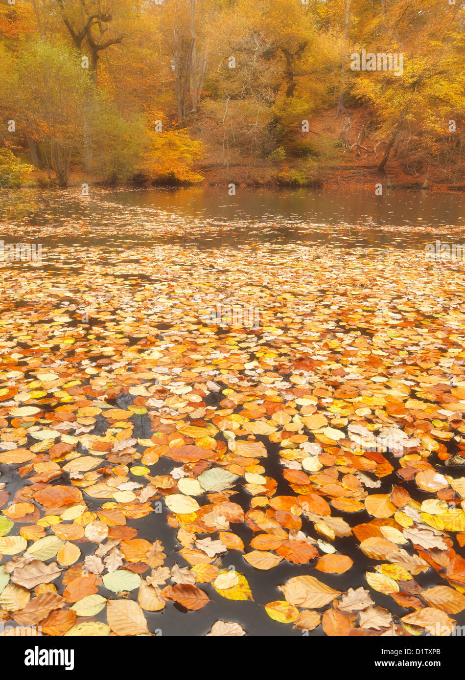 Fallen leaves in lake Stock Photo - Alamy