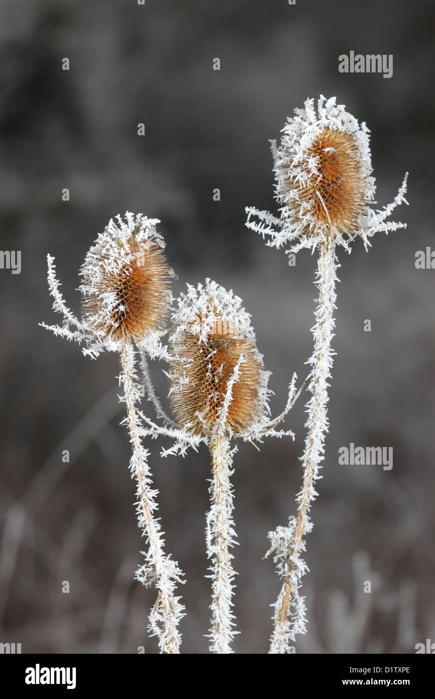 Teasels hi-res stock photography and images - Alamy