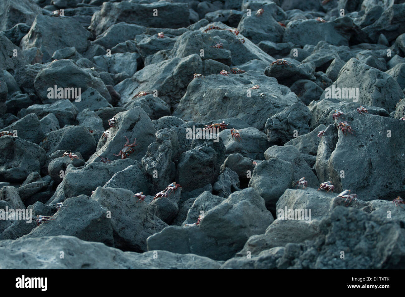 Crab on the volcanic rocks Stock Photo - Alamy