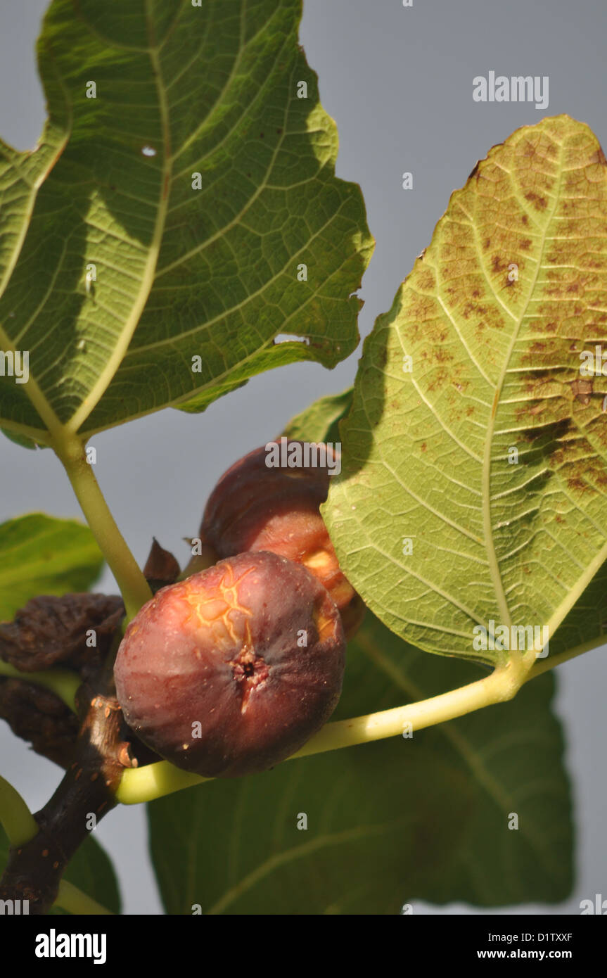 Figs italy hi-res stock photography and images - Alamy