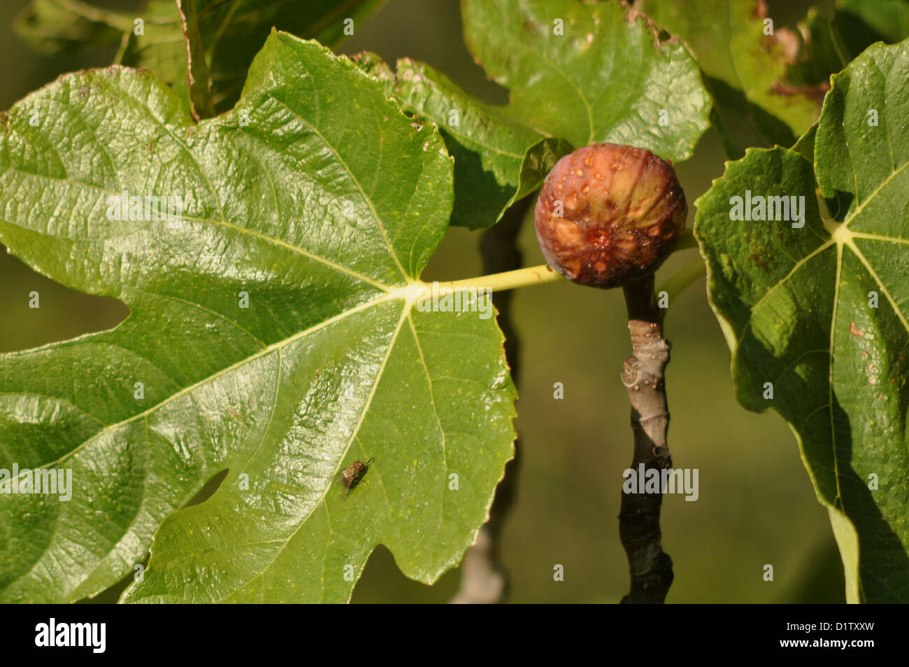 Figs italy hi-res stock photography and images - Alamy