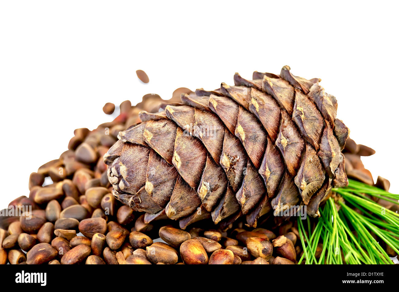 Pine nuts from the cone and cedar branch isolated on white background ...