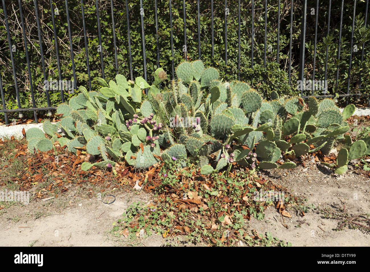 Wild growing prickly pear cactus on a chateau farm in southern France ...