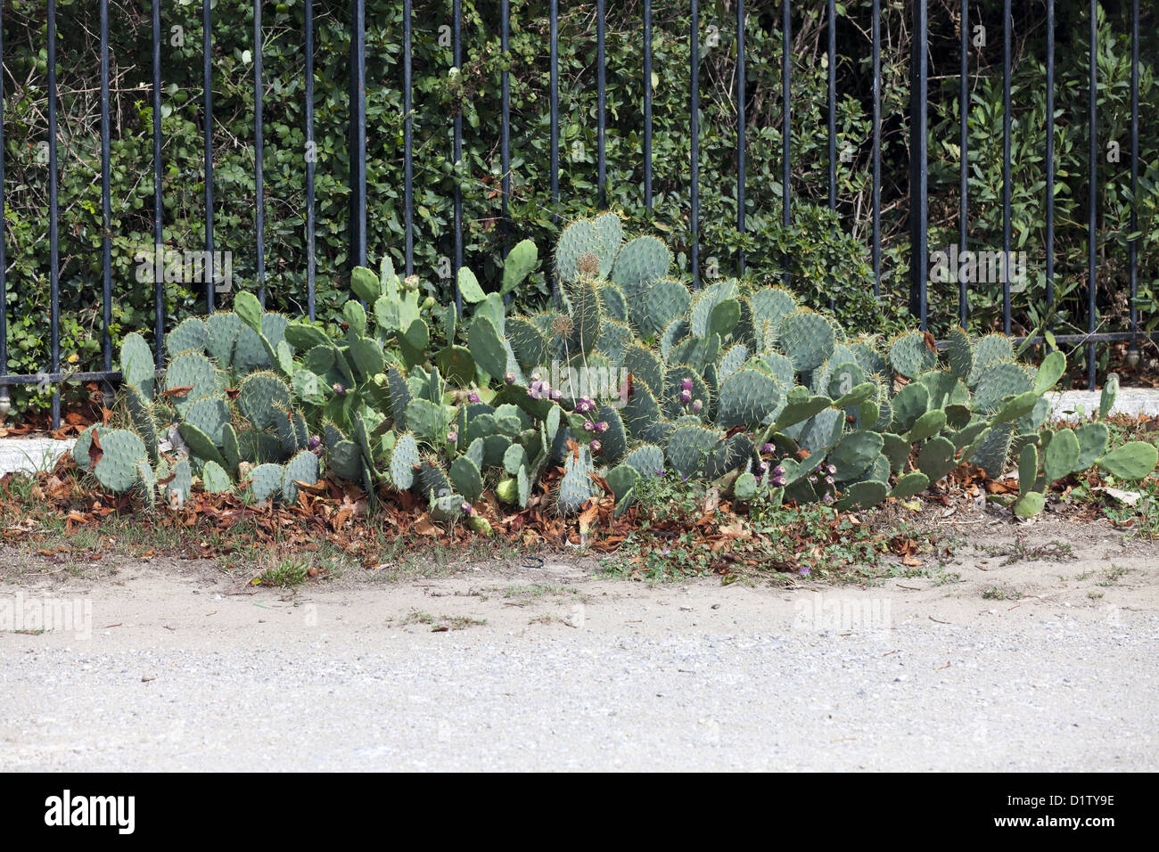 Wild growing prickly pear cactus on a chateau farm in southern France ...