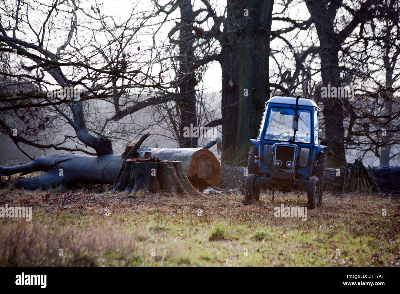 Felling wood hi-res stock photography and images - Alamy