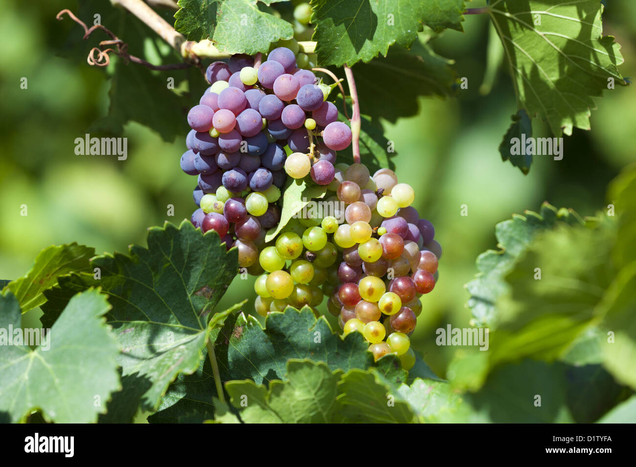 Grapes on vine just before harvest hi-res stock photography and images ...
