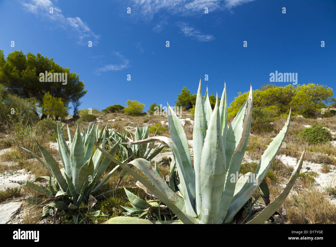 Wild growing agave cacti in the dry hills of Southern France Stock ...