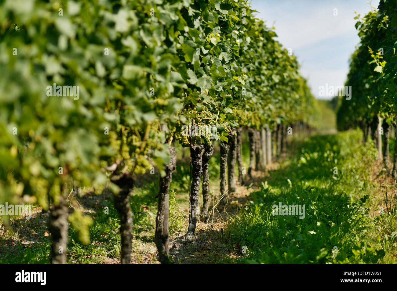 Vintage german wine making hi-res stock photography and images - Alamy