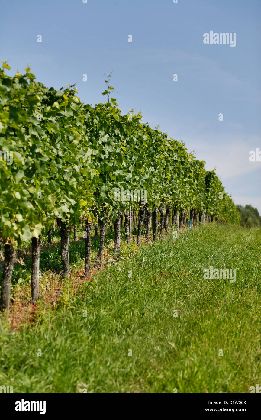 Vintage german wine making hi-res stock photography and images - Alamy
