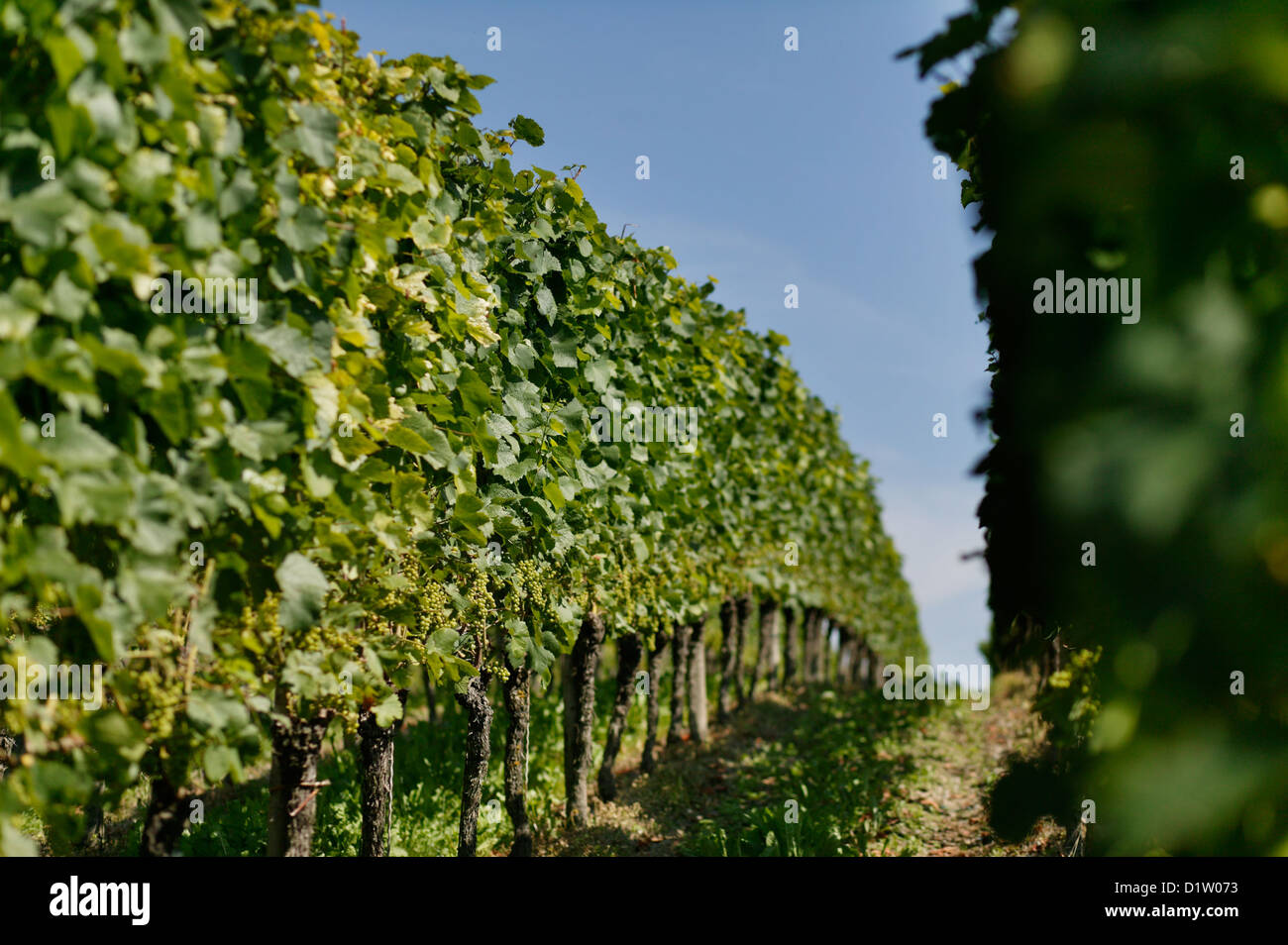 Vintage german wine making hi-res stock photography and images - Alamy