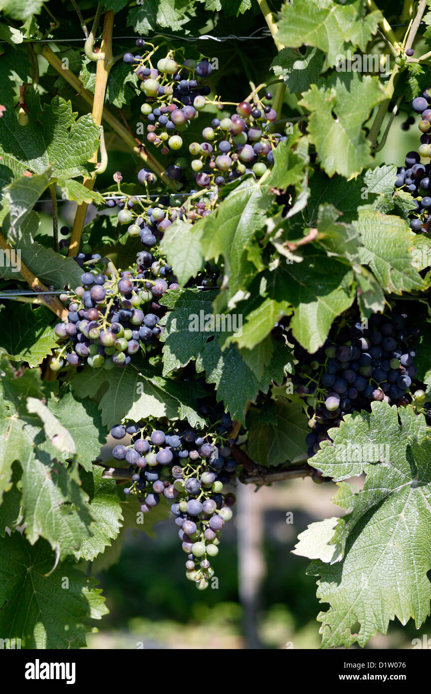 Vogtsburg im Kaiserstuhl, Germany, red grapes on a vine Stock Photo - Alamy
