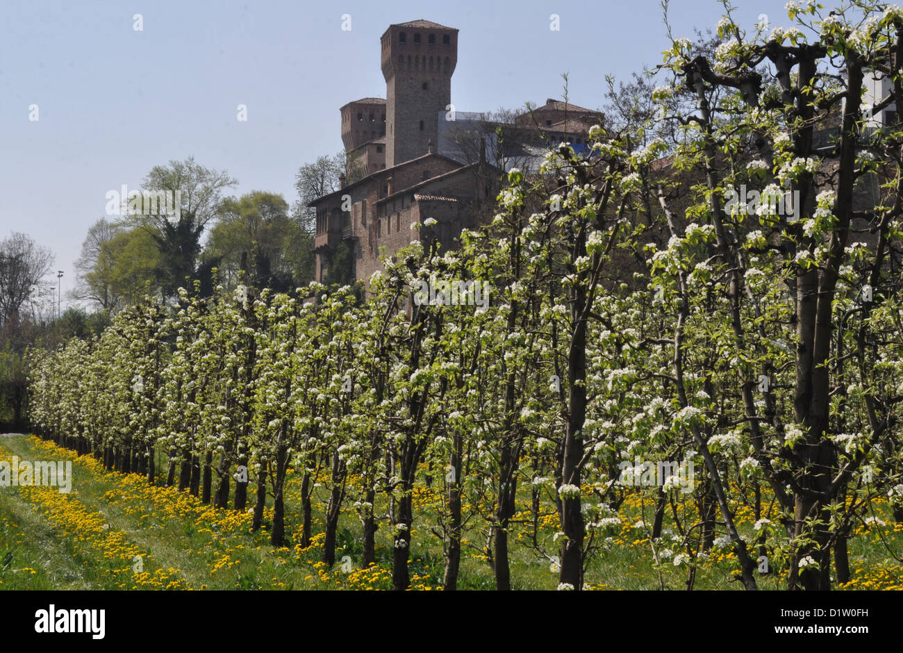 Vignola (Modena, Italy), cherry blossom Stock Photo - Alamy