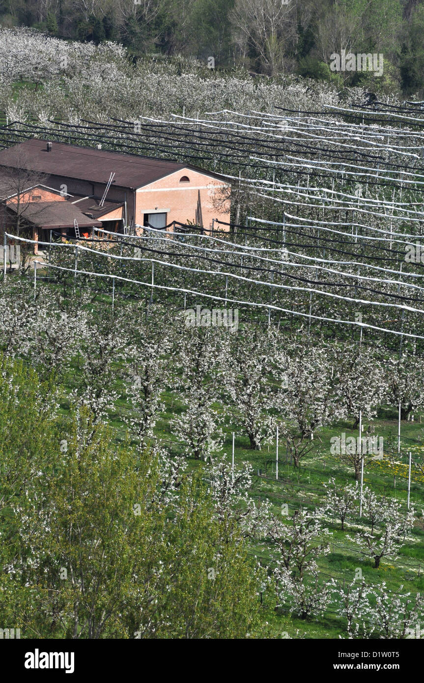 Vignola (Modena, Italy), cherry blossom Stock Photo - Alamy