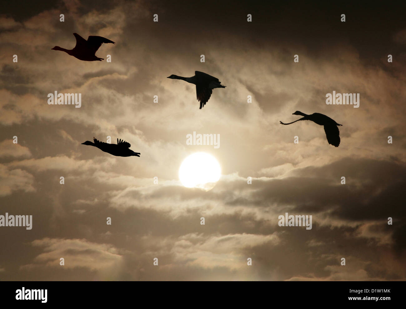 Eckernfoerde, Germany, Wildgaensen silhouettes of flying in formation ...
