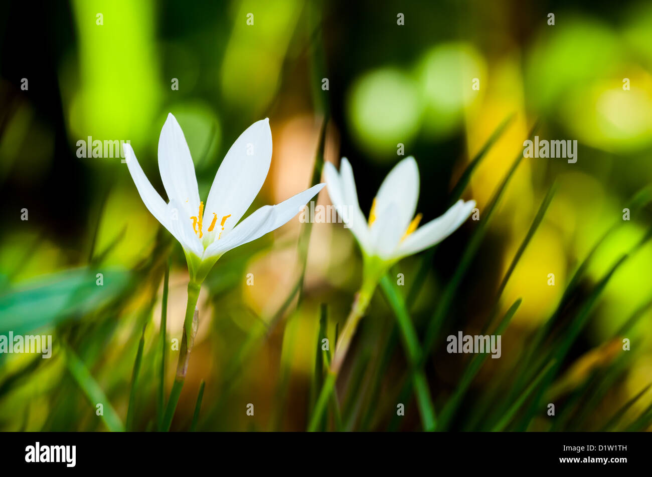 The closeup of white Rain Lily (Scientific name : Zephyranthes spp ...
