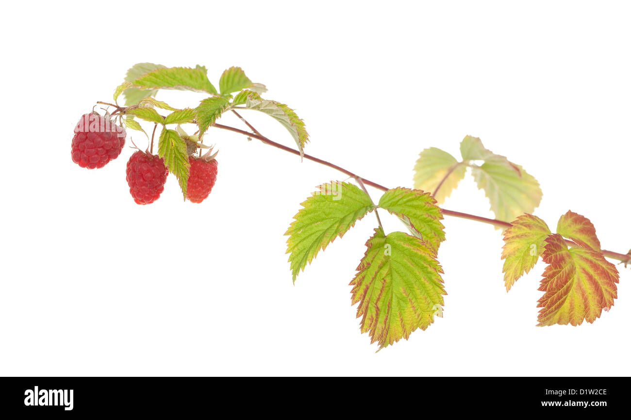 ripe raspberry on branch on white background Stock Photo - Alamy