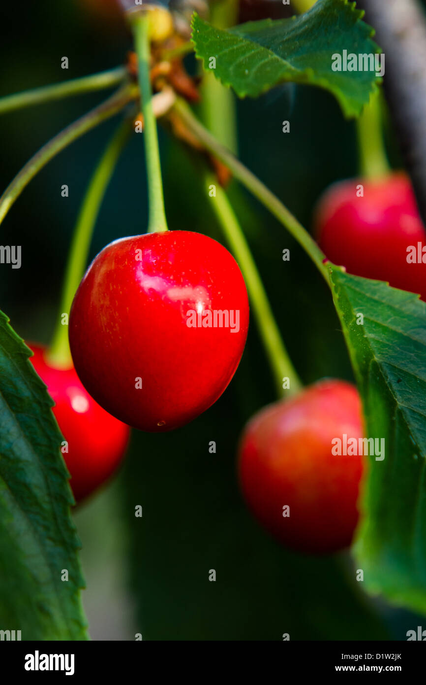 Cherries Parts of a branch of a cherry tree with red cherries Stock ...