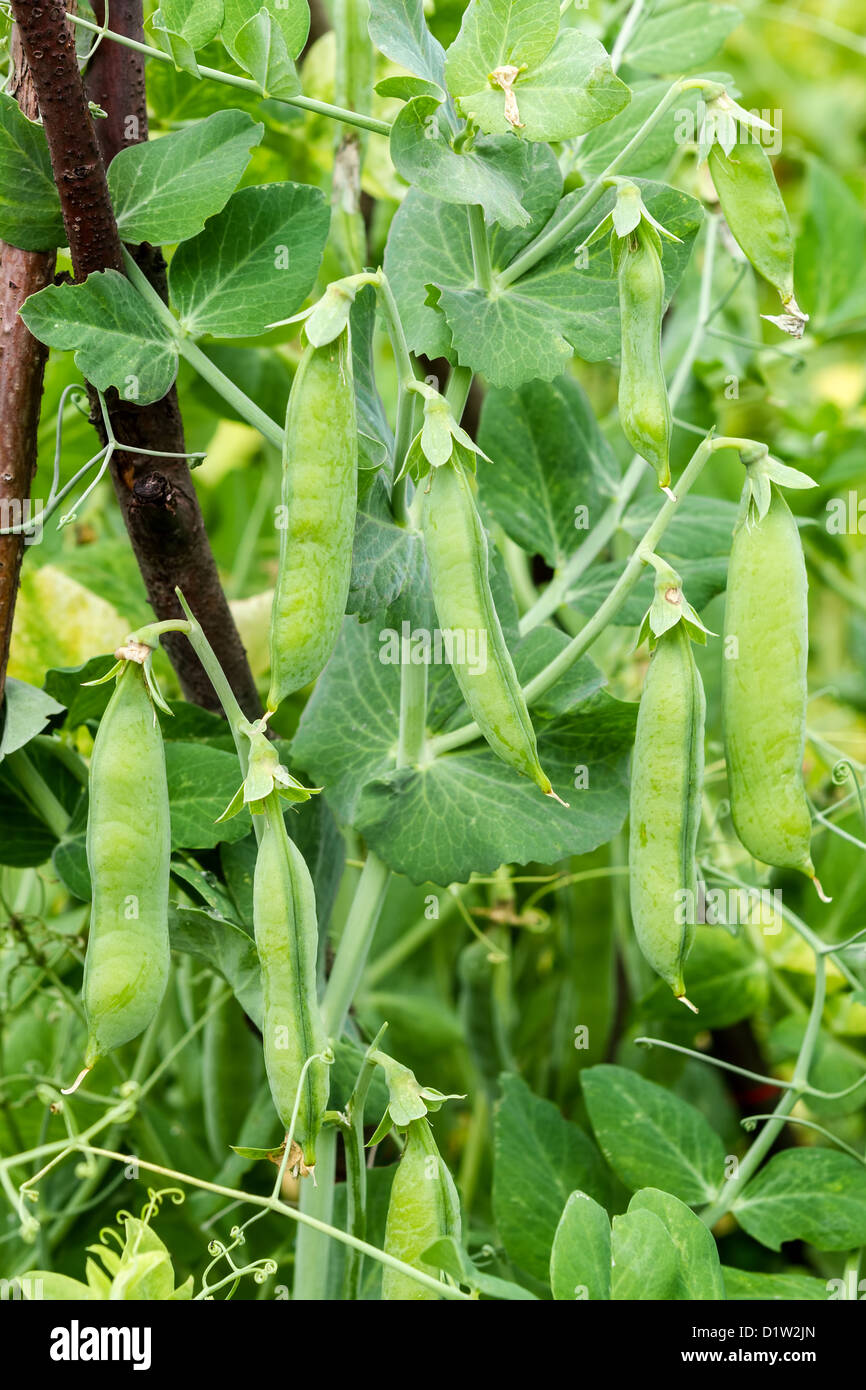 Pea plant hi-res stock photography and images - Alamy