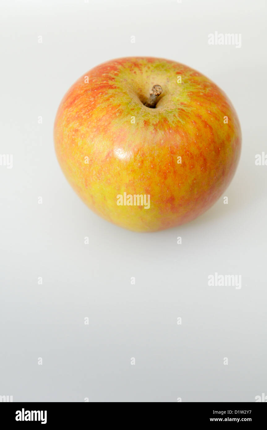 Back english coxs hi-res stock photography and images - Alamy