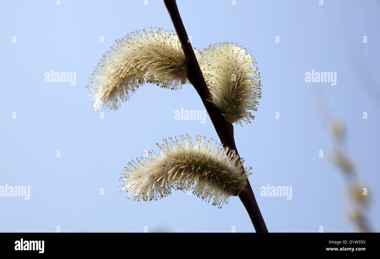 Salix caprea close up hi-res stock photography and images - Alamy