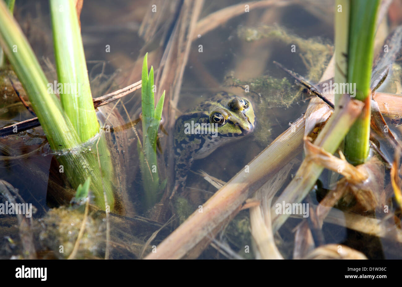 Waren, Germany, pond frog in water Stock Photo - Alamy