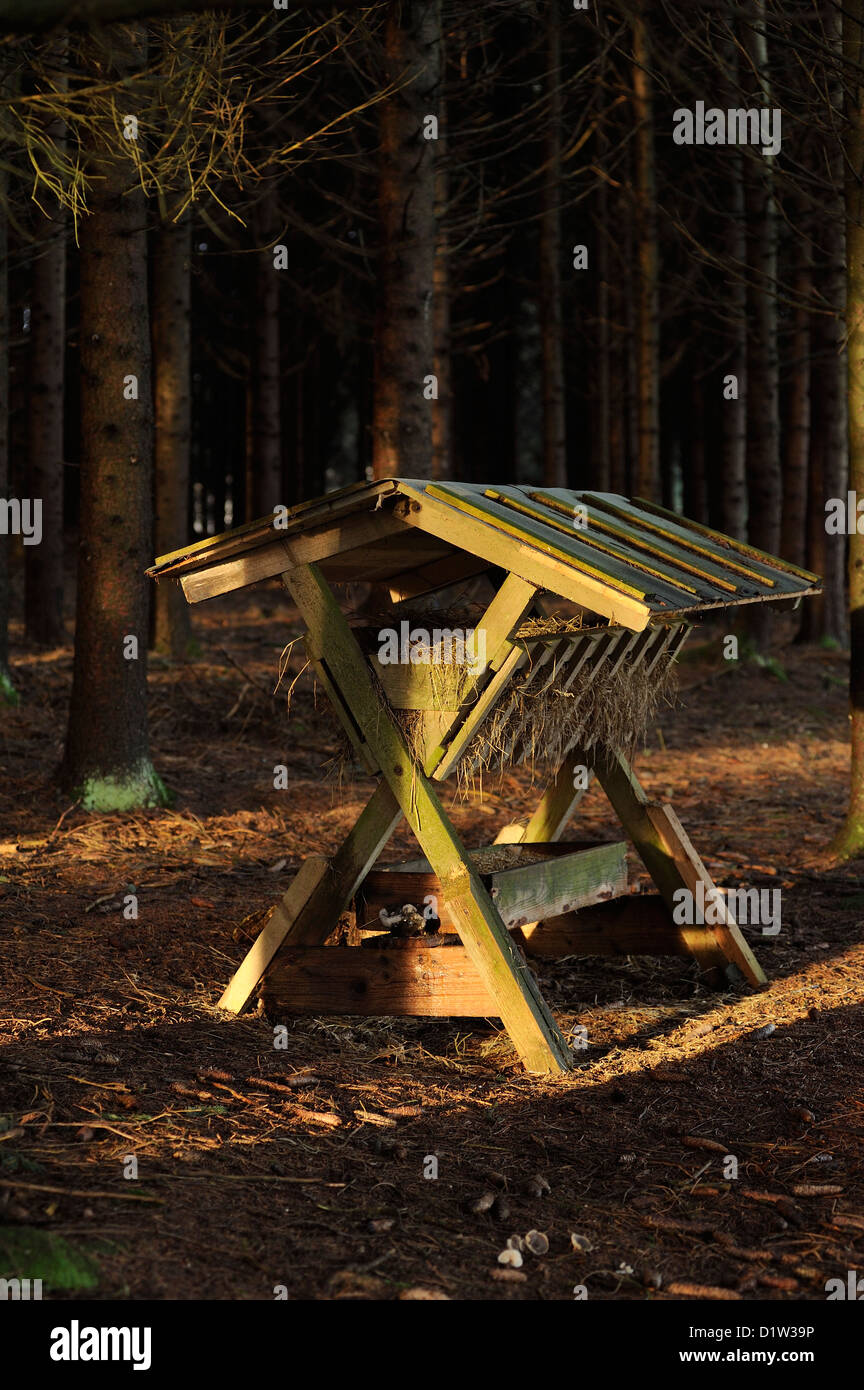 deer feeding station in a forest at sunset Stock Photo - Alamy