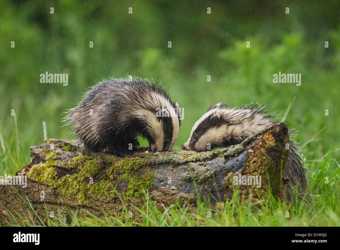 European Badger (meles meles) feeding on a tree stump in the rain Stock ...