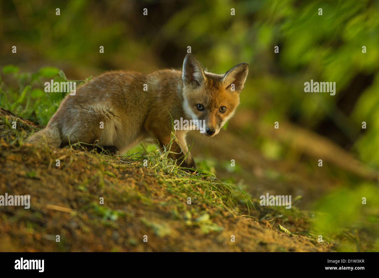 Young Red Fox Cub exploring around the den (Vulpes vulpes Stock Photo - Alamy